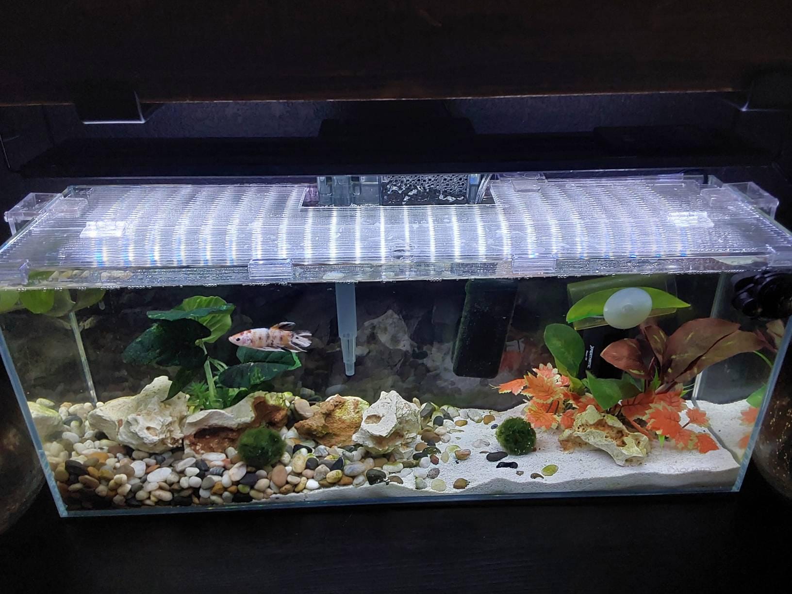 Products :: 10 Gallon Lifegard Aquatics Rimless Tank Lid